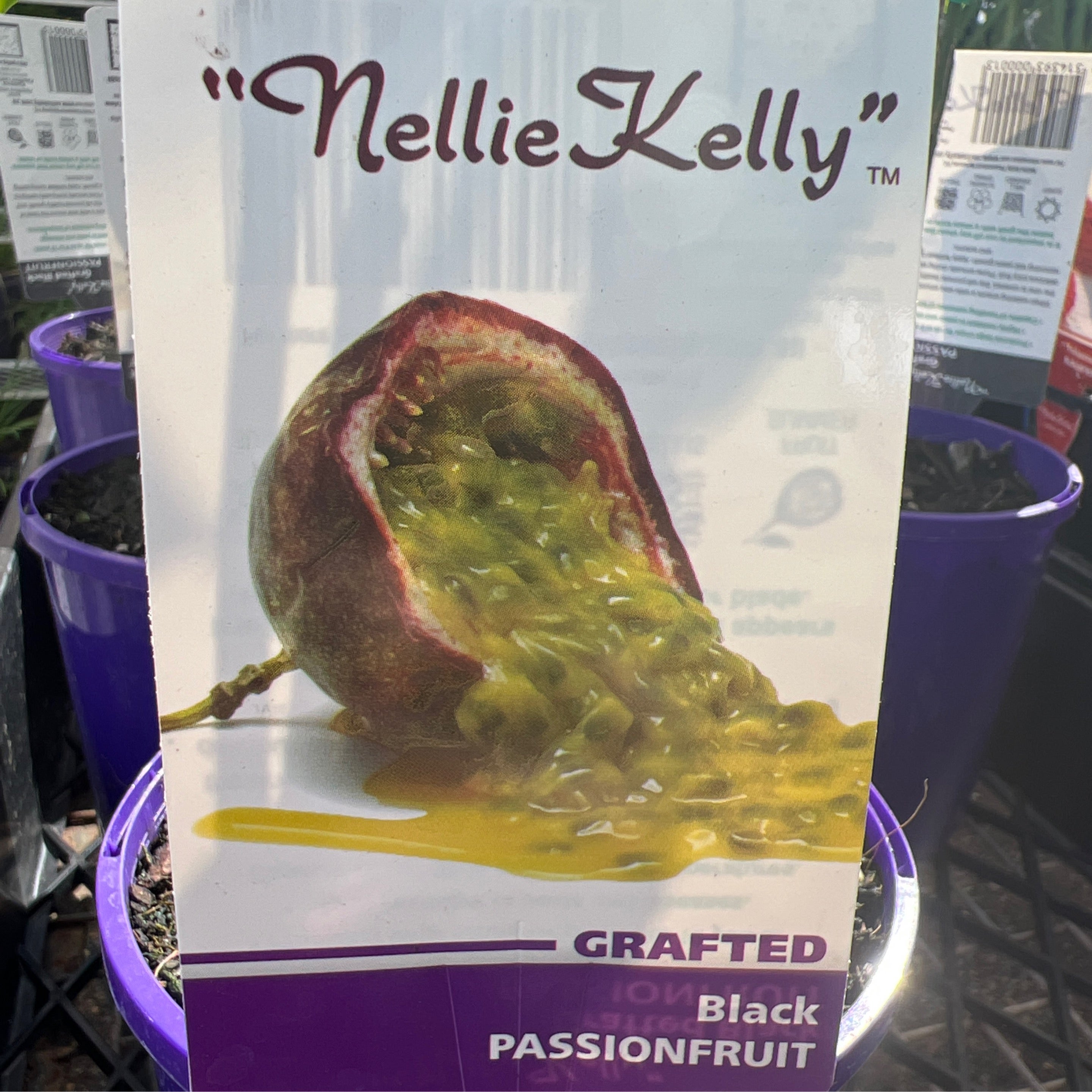 Nellie Kelly Grafted Black Passionfruit | Hozpots Garden & Vintage