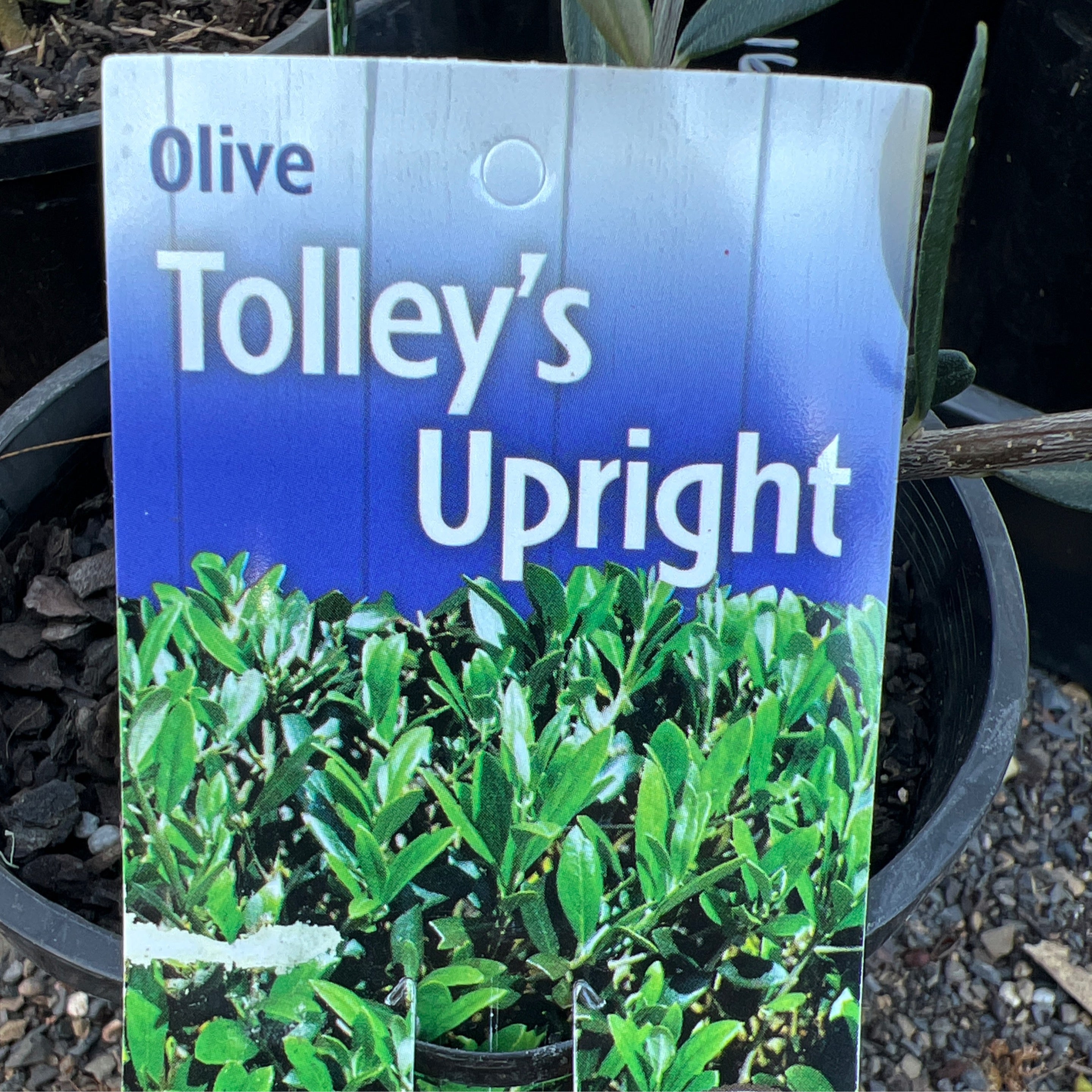 Olive Tulleys Upright | Hozpots Garden & Vintage